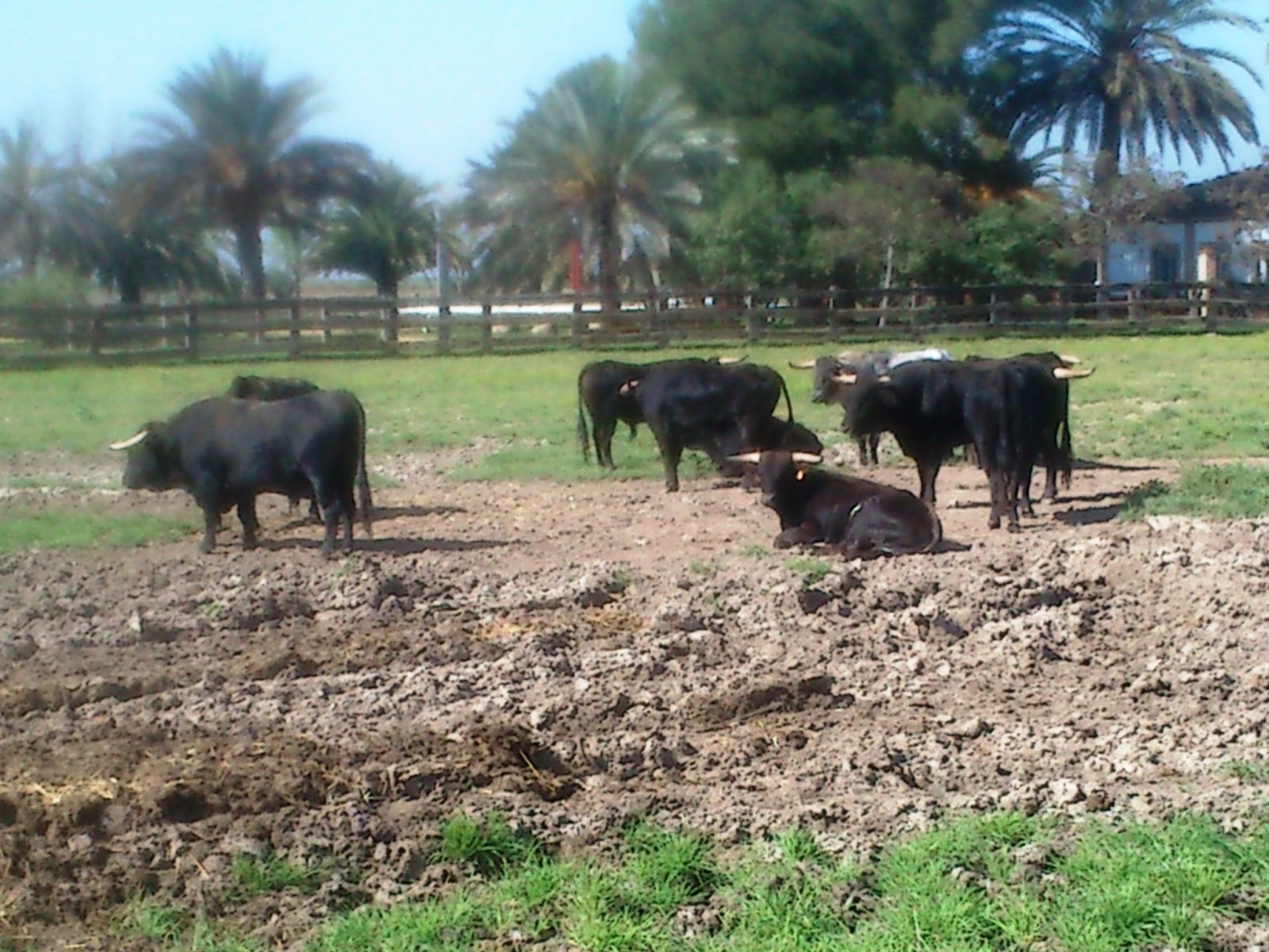 Al pasar la barca: Excursión rancho El Rocío