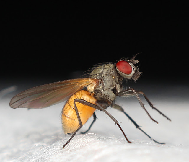 Utgångspunkt 63° 31,x' N - 22° 31,x' O: Nattlampa. Del 8 - Hästfluga?