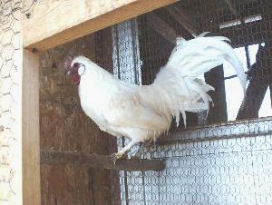 BReeder: Visual "White" in Chicken Varieties
