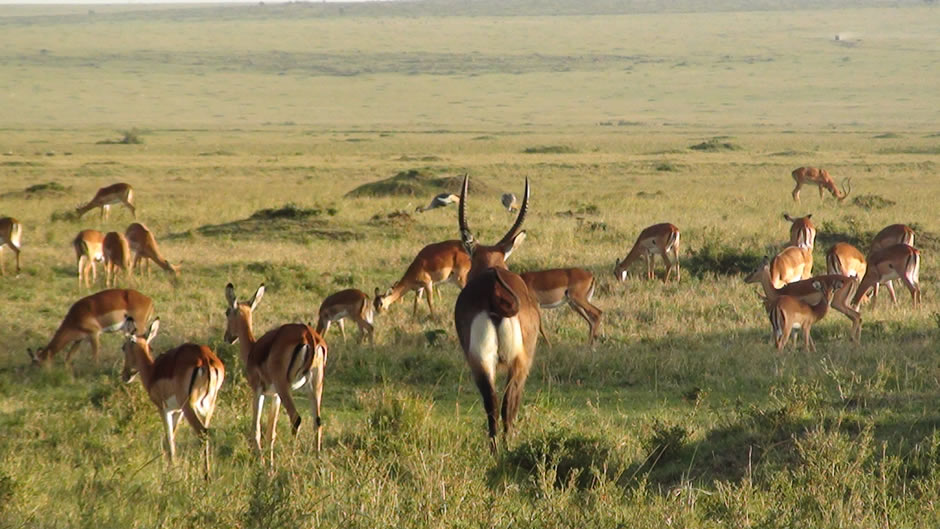 Get Info On African Wildlife Safari Tours, Kenya Wildlife Trails Safari ...