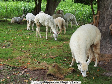 รีวิว Alpaca Hill - อัลปาก้าฮิลล์ สวนผึ้ง "ต้องเที่ยว" น่ารักสุดๆ ...