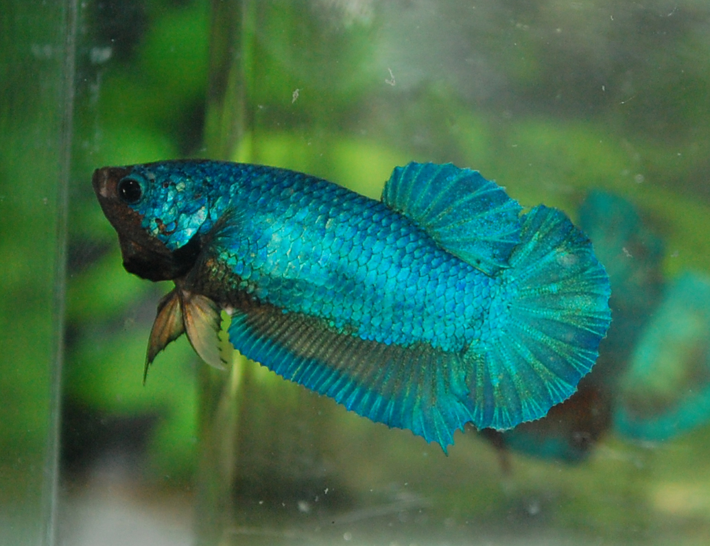 Betta Fish Afira: Betta HMPK FEMALE Original INDO