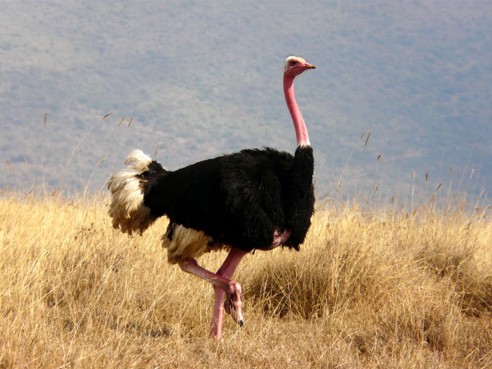 Bio Lounge: [VERTEBRADOS] Aves