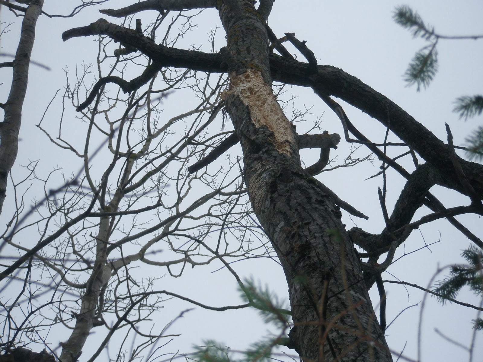 Pedaling PEI: Dead poplar tree