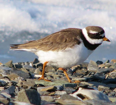 Birds of the World: Common ringed plover
