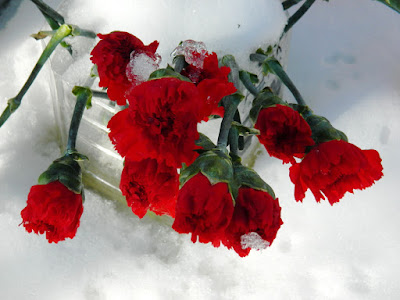 LA MULTI ANI, ROMANIA!: Garoafe in zapada