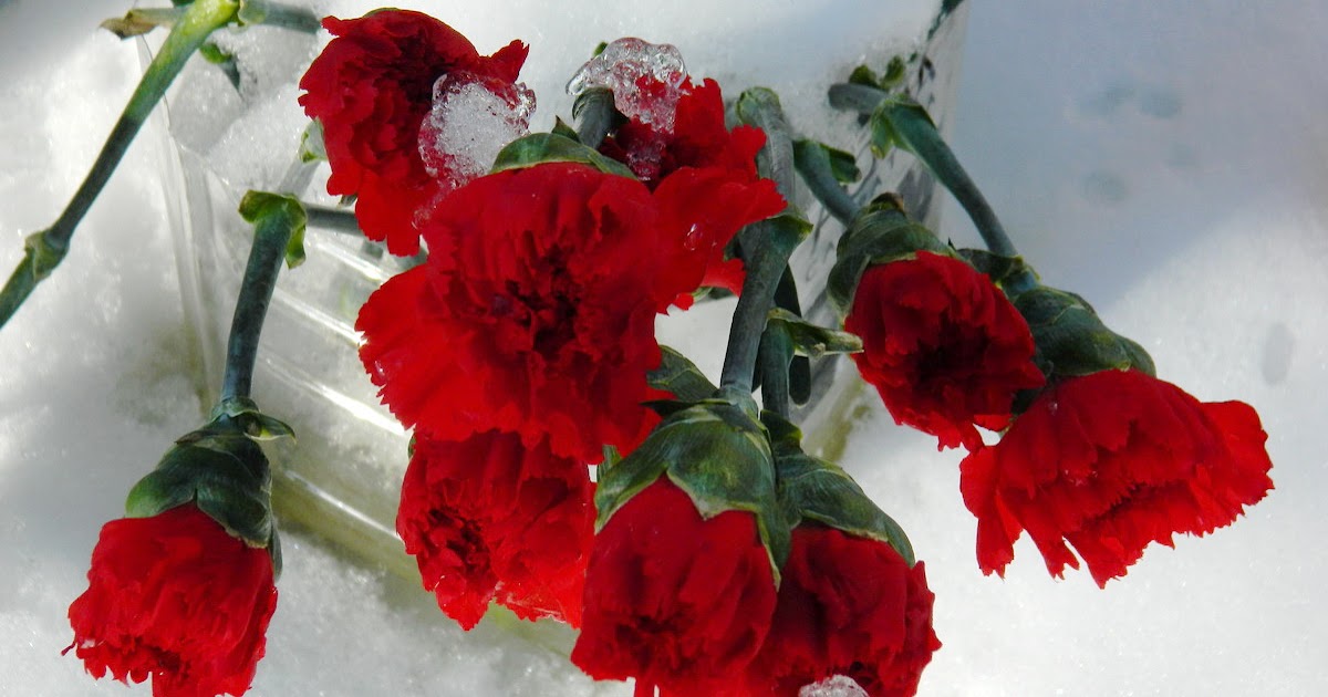 LA MULTI ANI, ROMANIA!: Garoafe in zapada