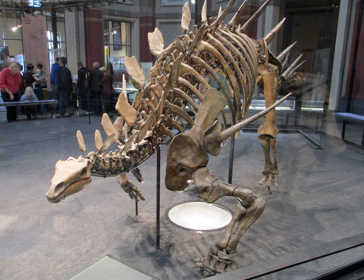 Love in the Time of Chasmosaurs: Mighty Bones: Museum für Naturkunde Berlin