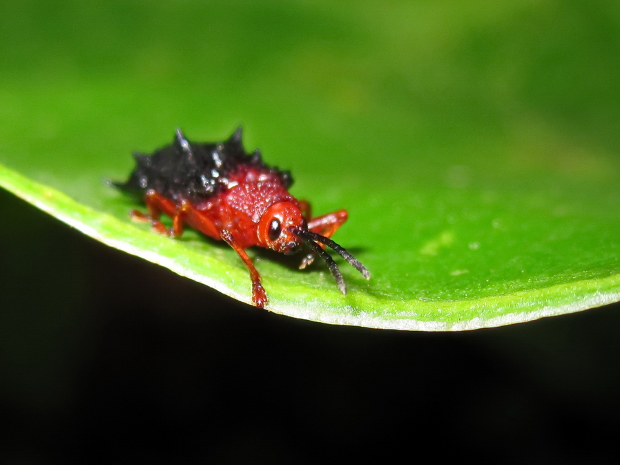 Indonesian Bugs & Others: Beetles from Dago Pakar