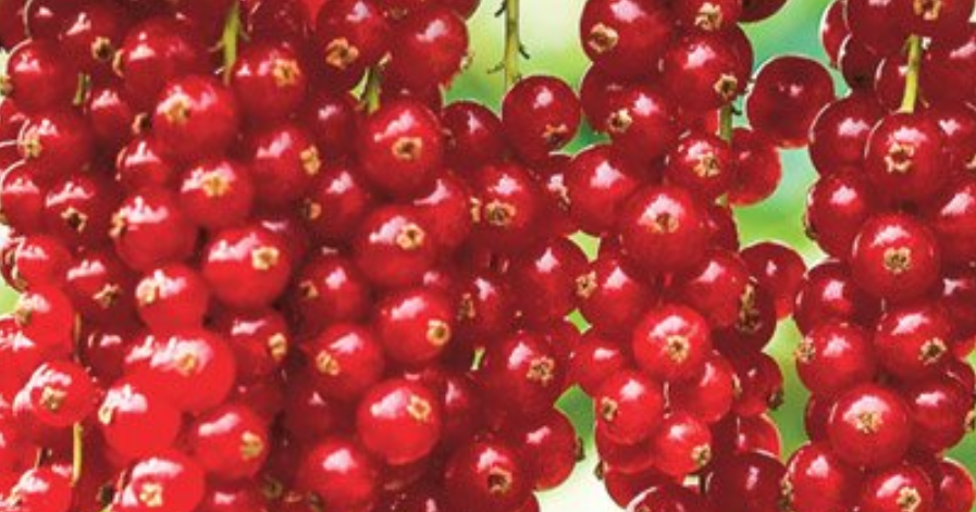 Farmers Know Best: Saskatchewan Plant Hardiness Climate Zones