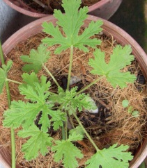 Anim Agro Technology: POKOK JEREMIN - HALAU NYAMOK