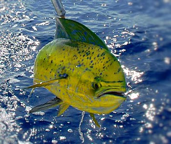 Animal Unique: Mahi Mahi