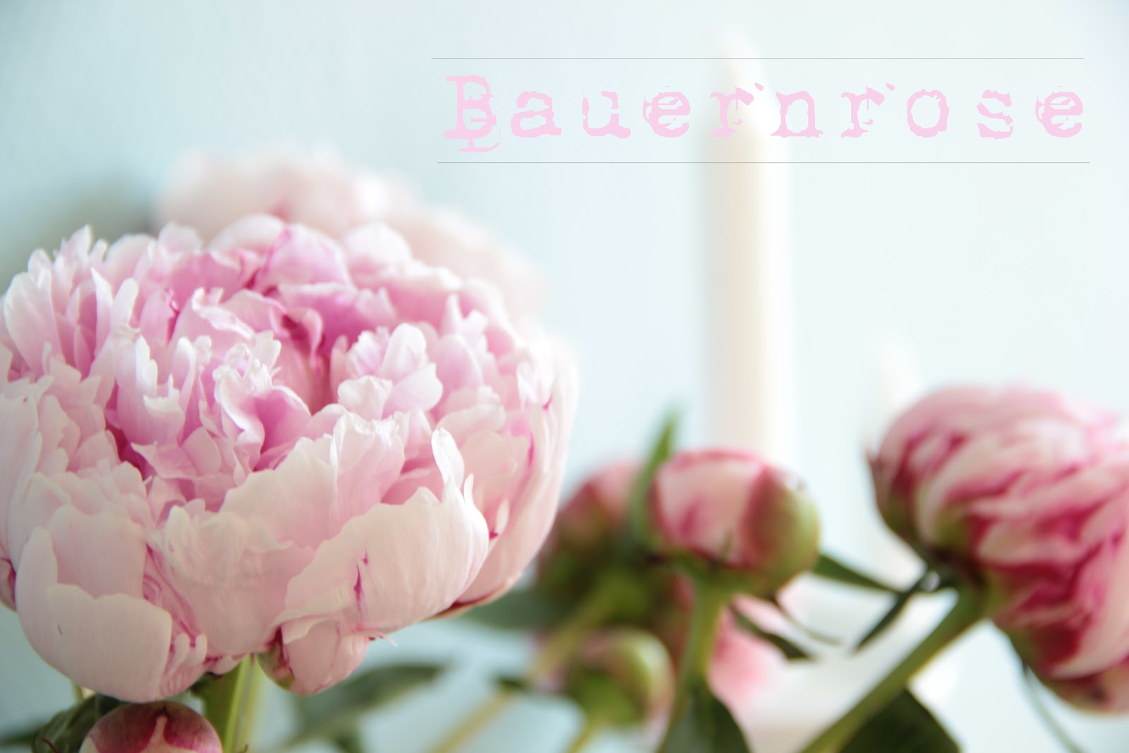 Beautiful Peonies | Feel Wunderbar