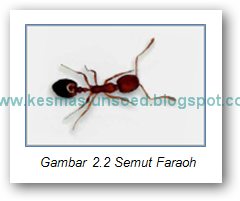 Semut dan Rayap Serta Pengendaliannya – Jati.id