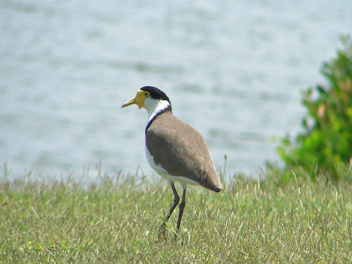 Snap Happy Birding: Australian Magpie-Lark + Masked Lapwing (Plover)