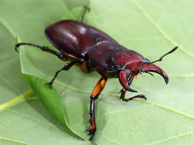 Ohio Birds and Biodiversity: The Pinching Beetle, a rather brutish ...