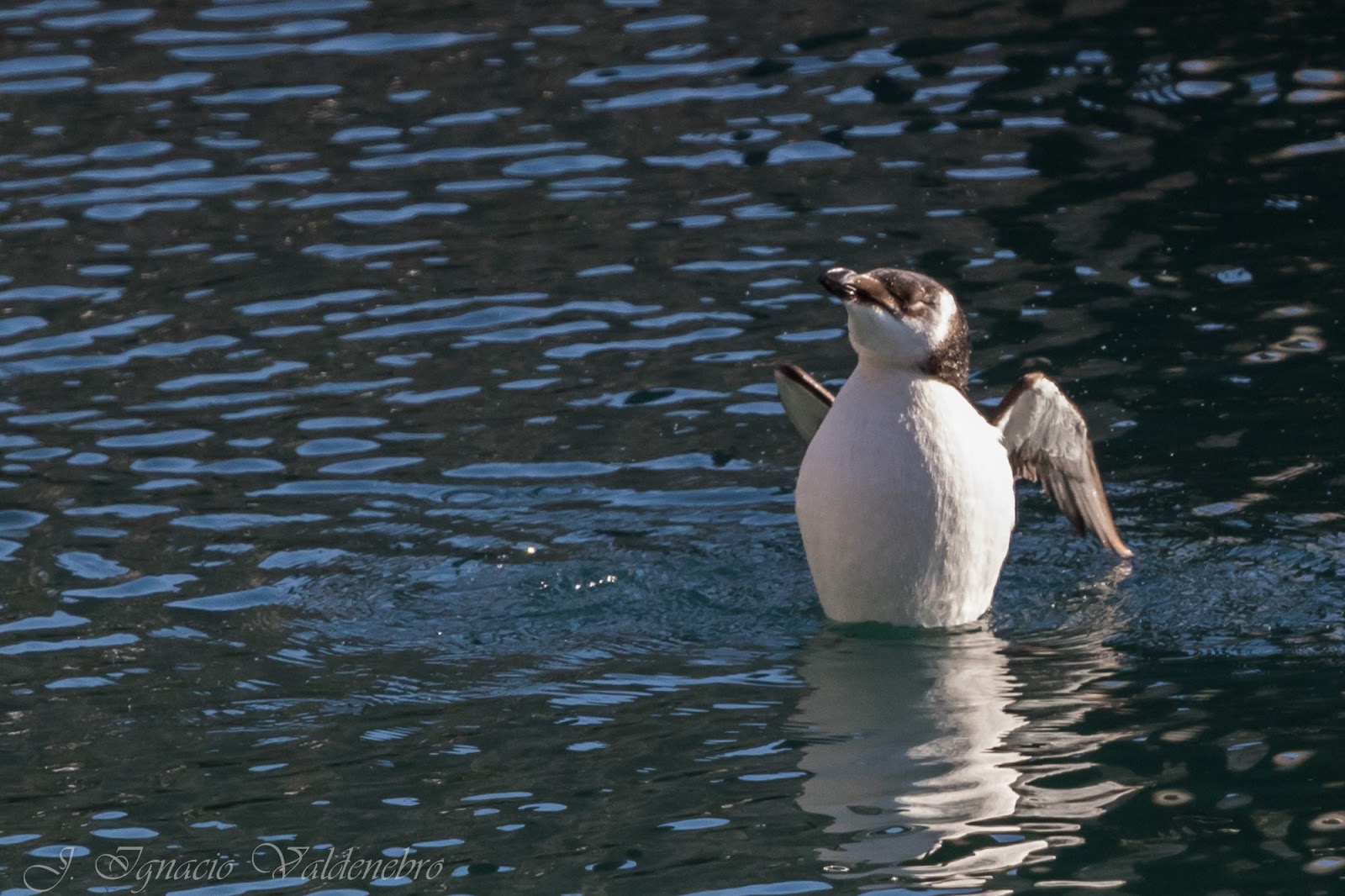 DocNatureBlog: El pingüino europeo. Alca Común (Alca torda). Alca Monxa.