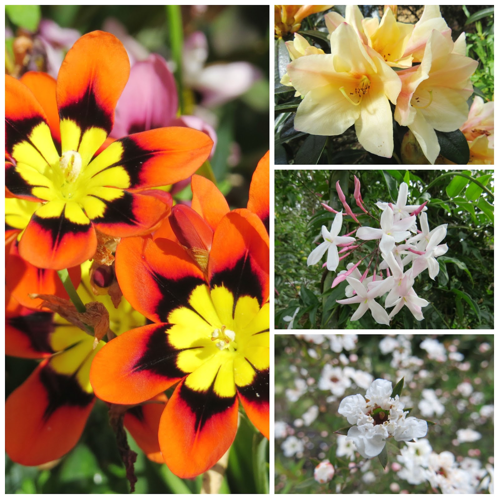 Jocees Farm A Floral Pick Me Up jocees-farm-a-floral-pick-me-up