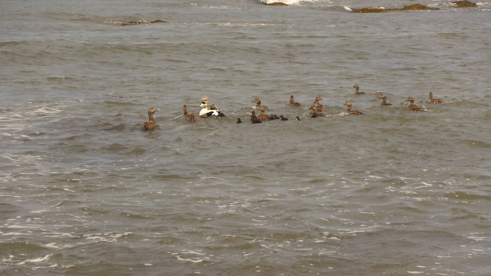 coastrider: Surly Wednesday update...