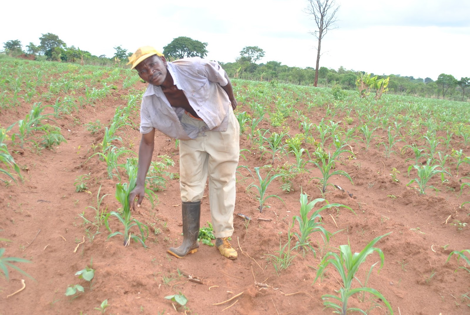 Habari na Matukio Mbeya: NJAA YAPIGA HODI NAMTUMBO MKOANI RUVUMA