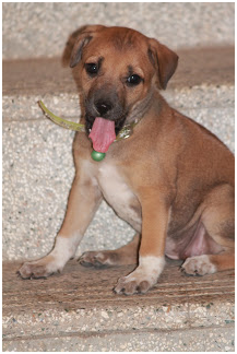 Precious Paws Foundation:Adopt the Puppies | Anki On The Move