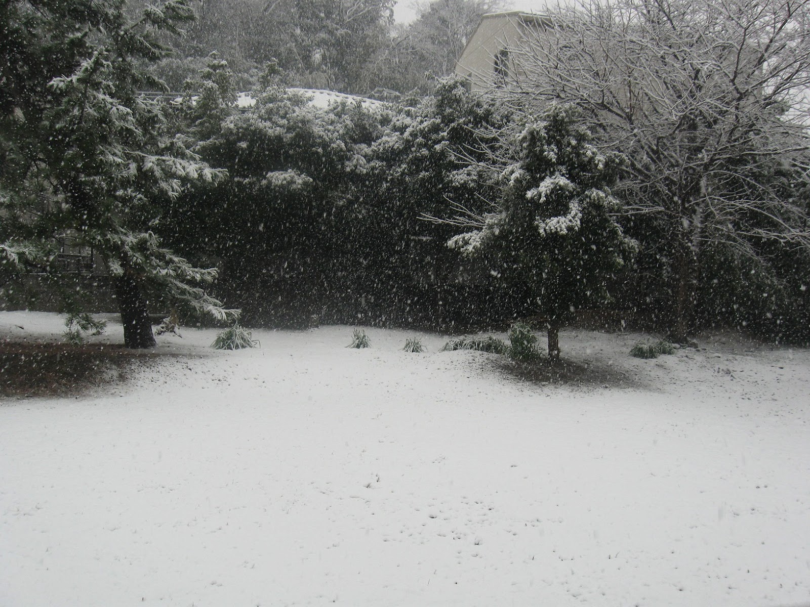 MY REAL JAPAN: It's snowing again.