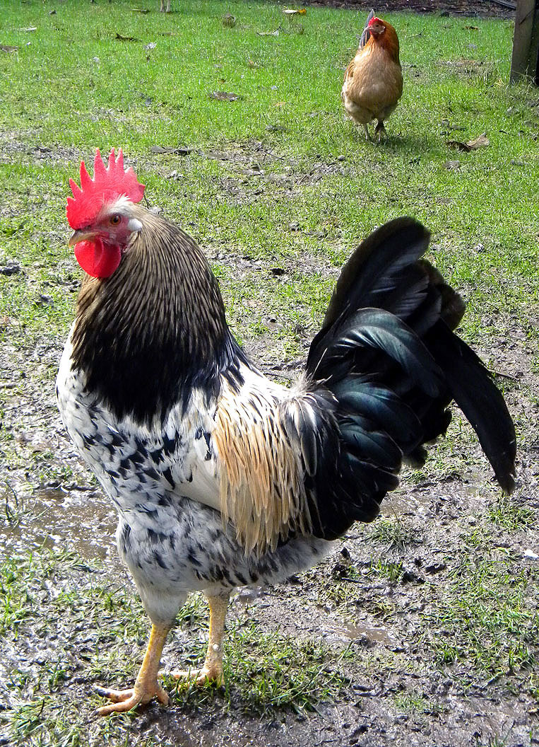 Viking Chickens in Canada
