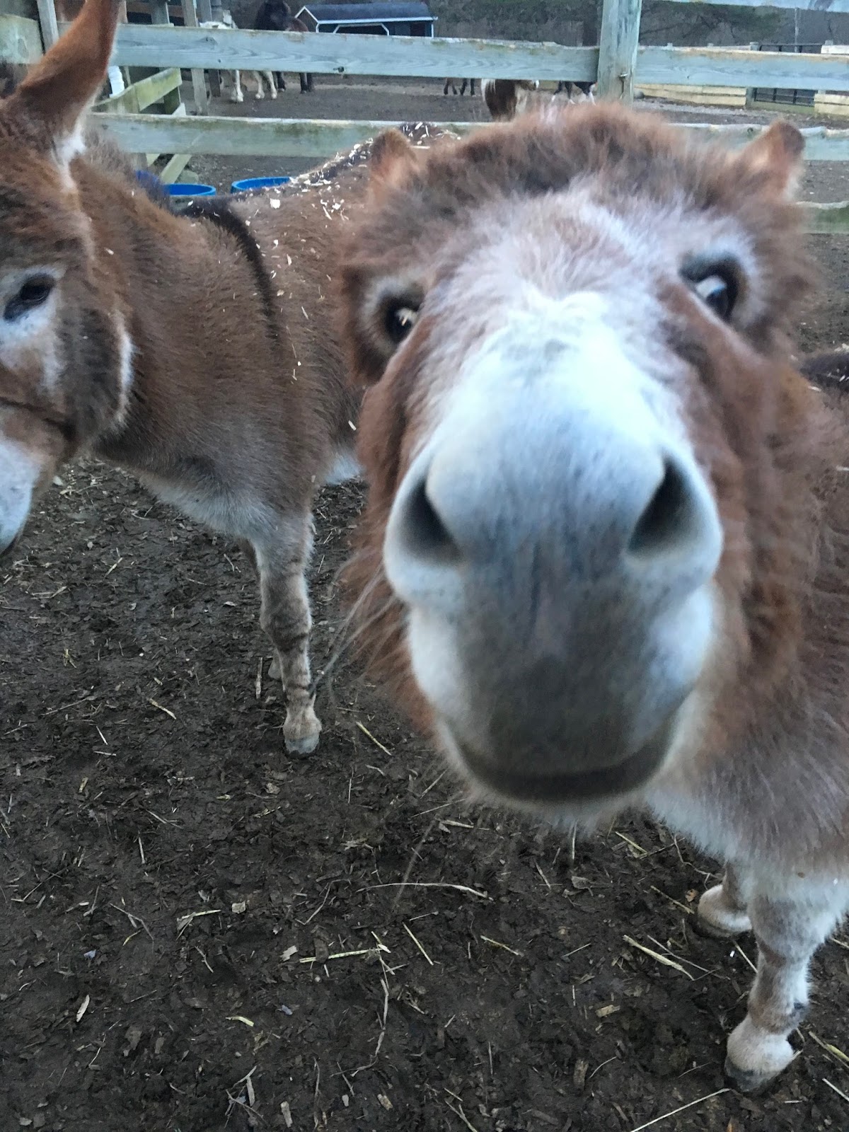 Donkey Selfie