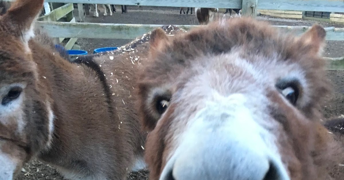 Donkey Selfie