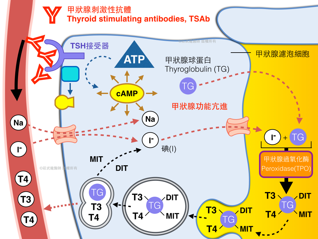 甲狀腺抗體介紹-抗甲狀腺刺激素接受器(TSH receptor) 的抗體 - 控糖筆記:專業圖解糖尿病及甲狀腺衛教網站