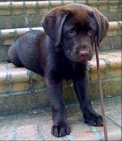 Cute Chocolate Lab puppy ~ Funny Dogs