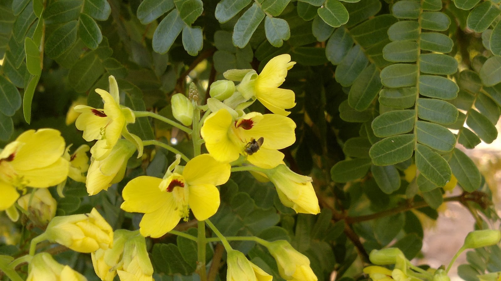 Meliponário Rei da Mandaçaia: URUÇÚ VERDADEIRA LINHAGEM DO INTERIOR DA ...