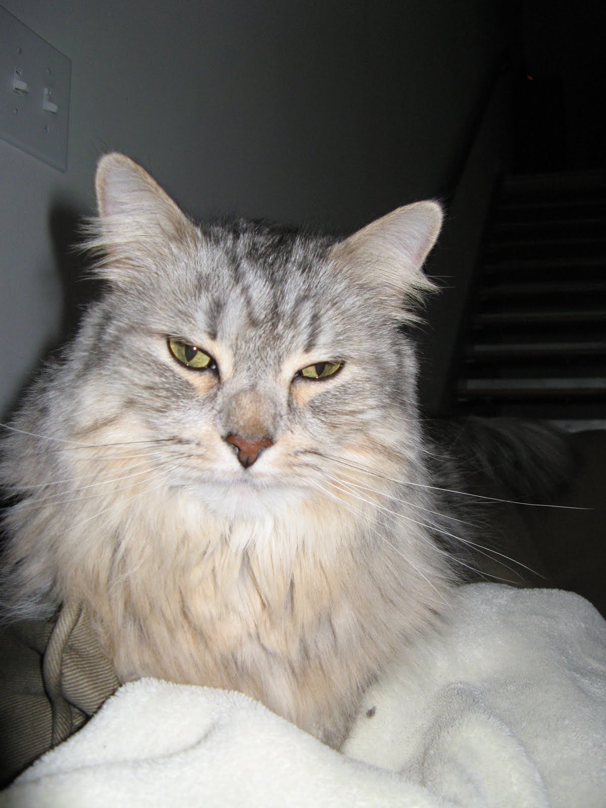 KEG in the D: Introducing Buster (the Cat)