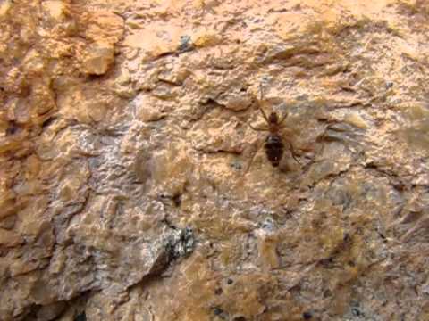 Mosca peluda de Kenya (Mormotomyia hirsuta)