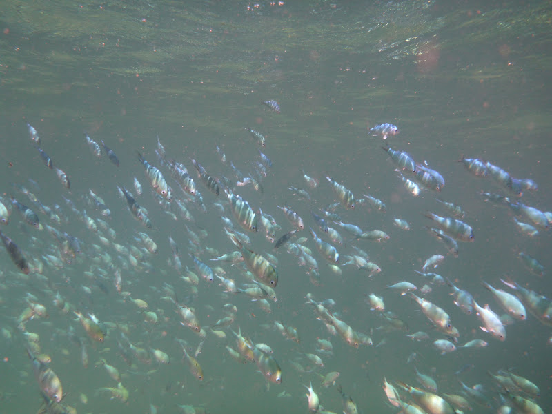 Around the world with Rebecca: Wilson Island, Great Barrier Reef ...