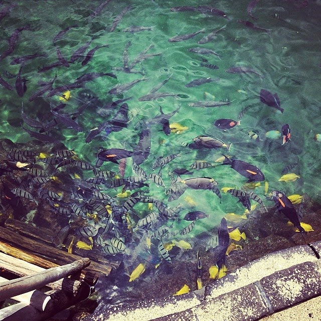 5 Photos that Make You Want to Check-In to Four Seasons Hualaiai ...