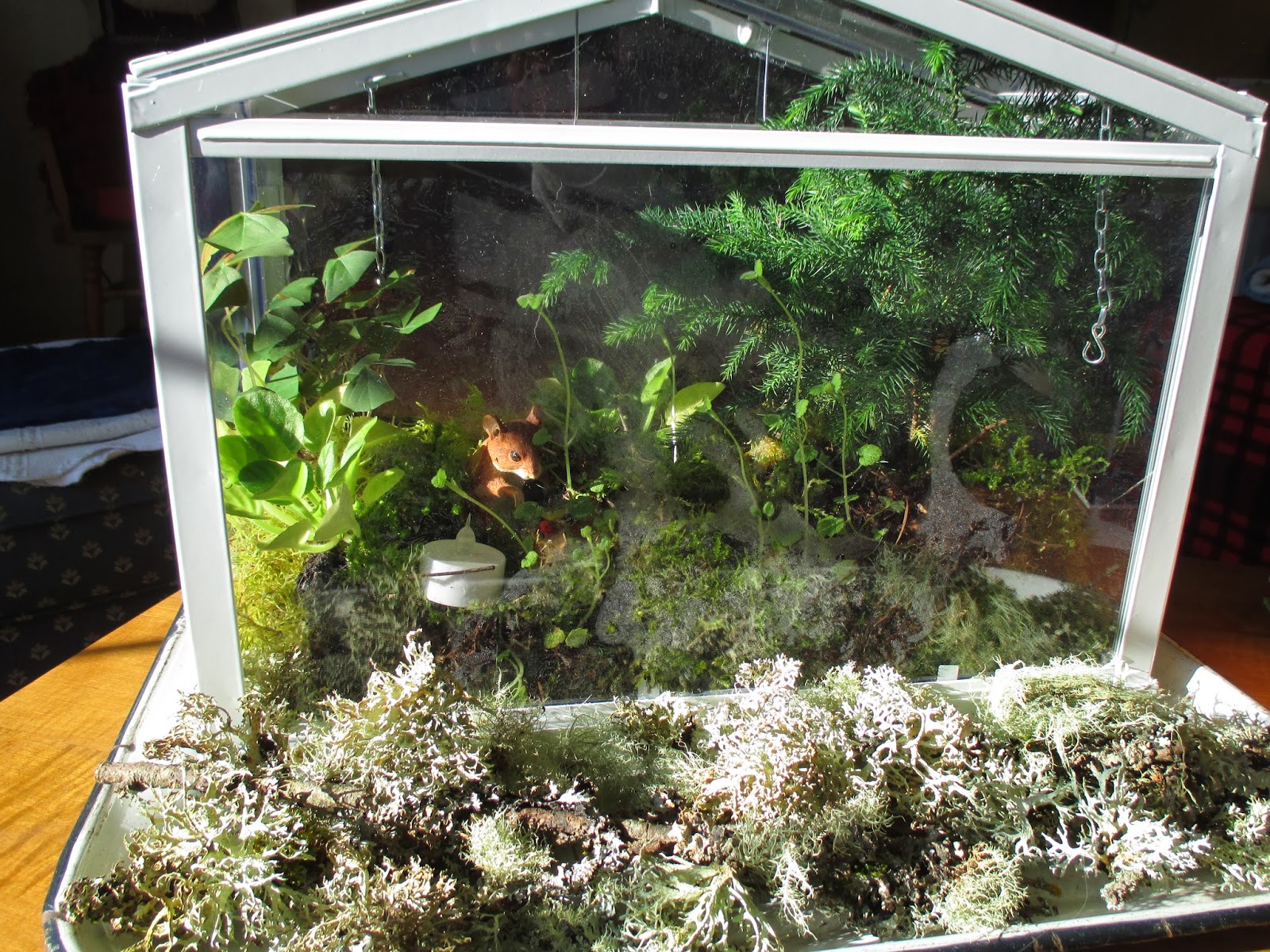 From Cedar Pond to Laughing Dove Farm : Terrariums ~ Part 2 ( An ...