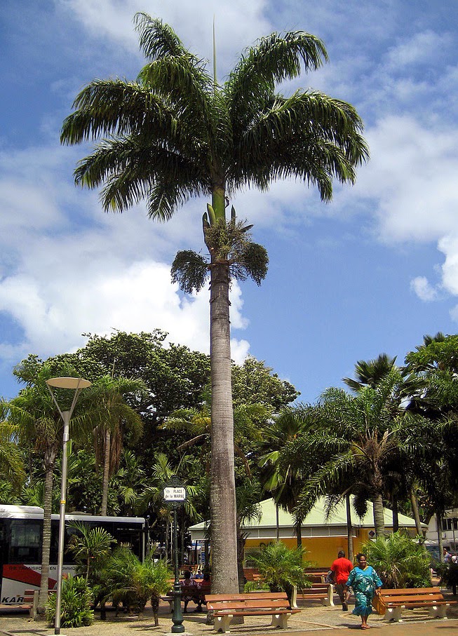 Flora de Puerto Rico Ilustrada Papo Vives: ARECACEAE ROYSTONEA PALMAS ...
