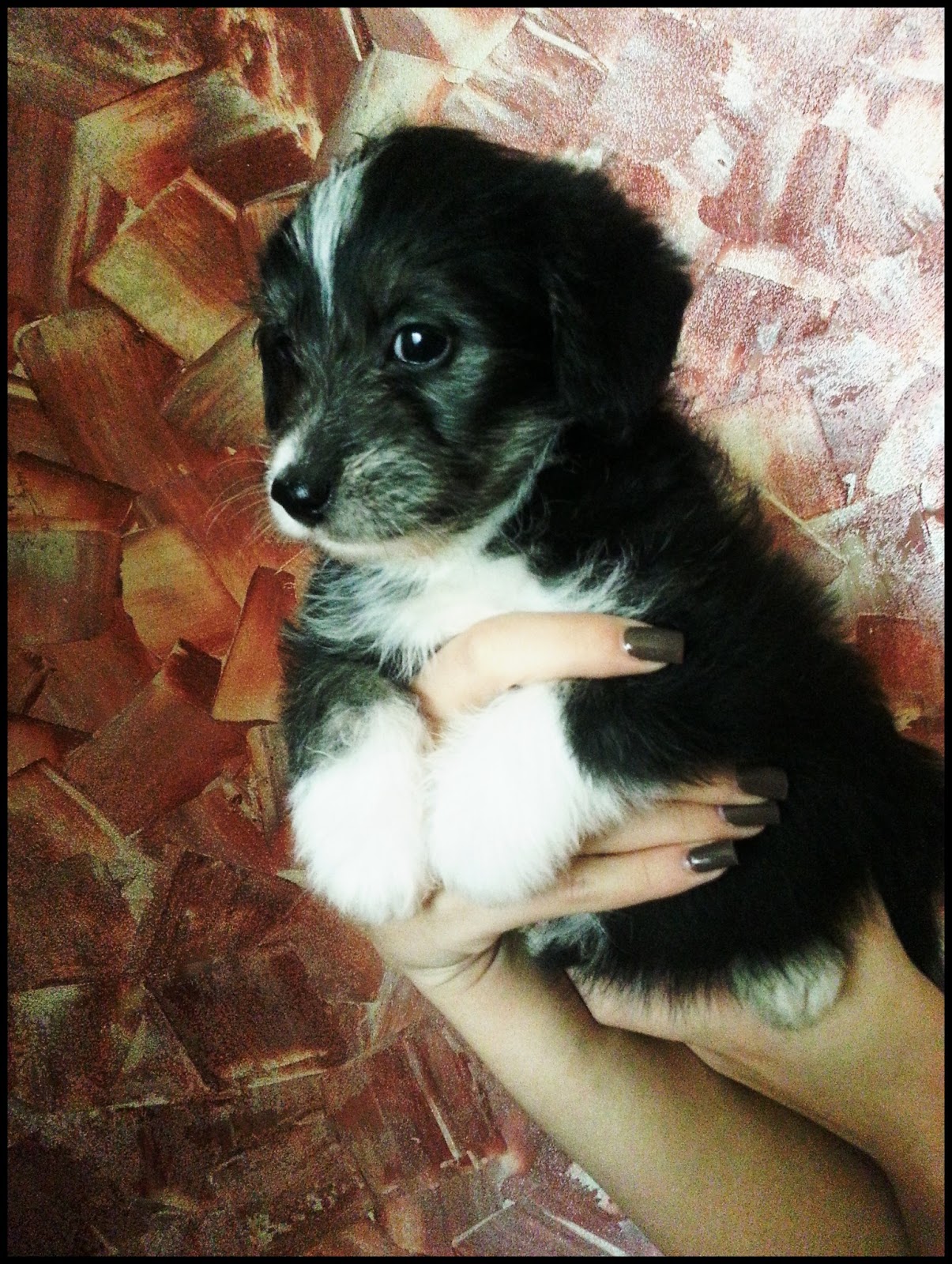 adoptieanimale.ro: metis bichon