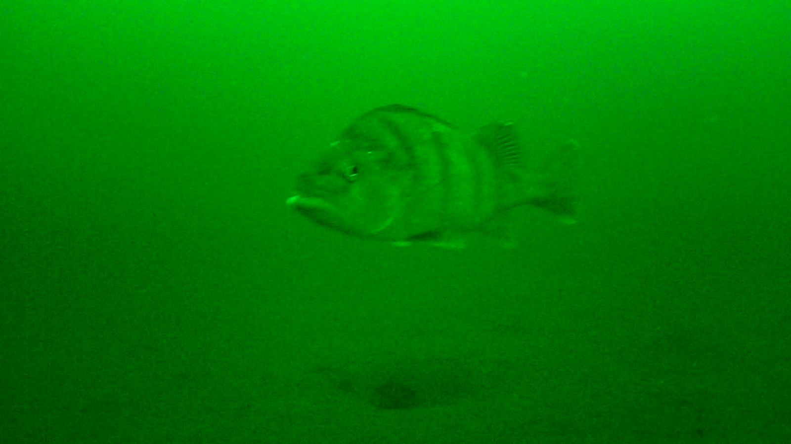 International Fishing News: VIDEO: Some perch swimming 18 meters deep