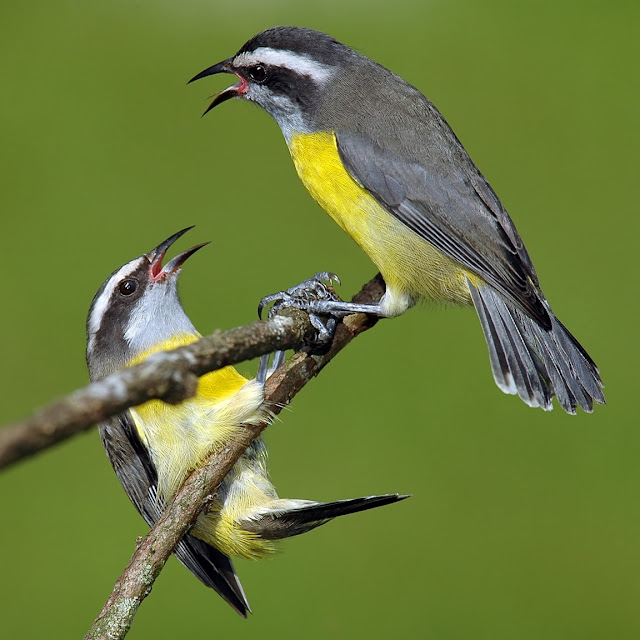 Bananaquit (Corereba flaveola) - Ryan Maigan Birds