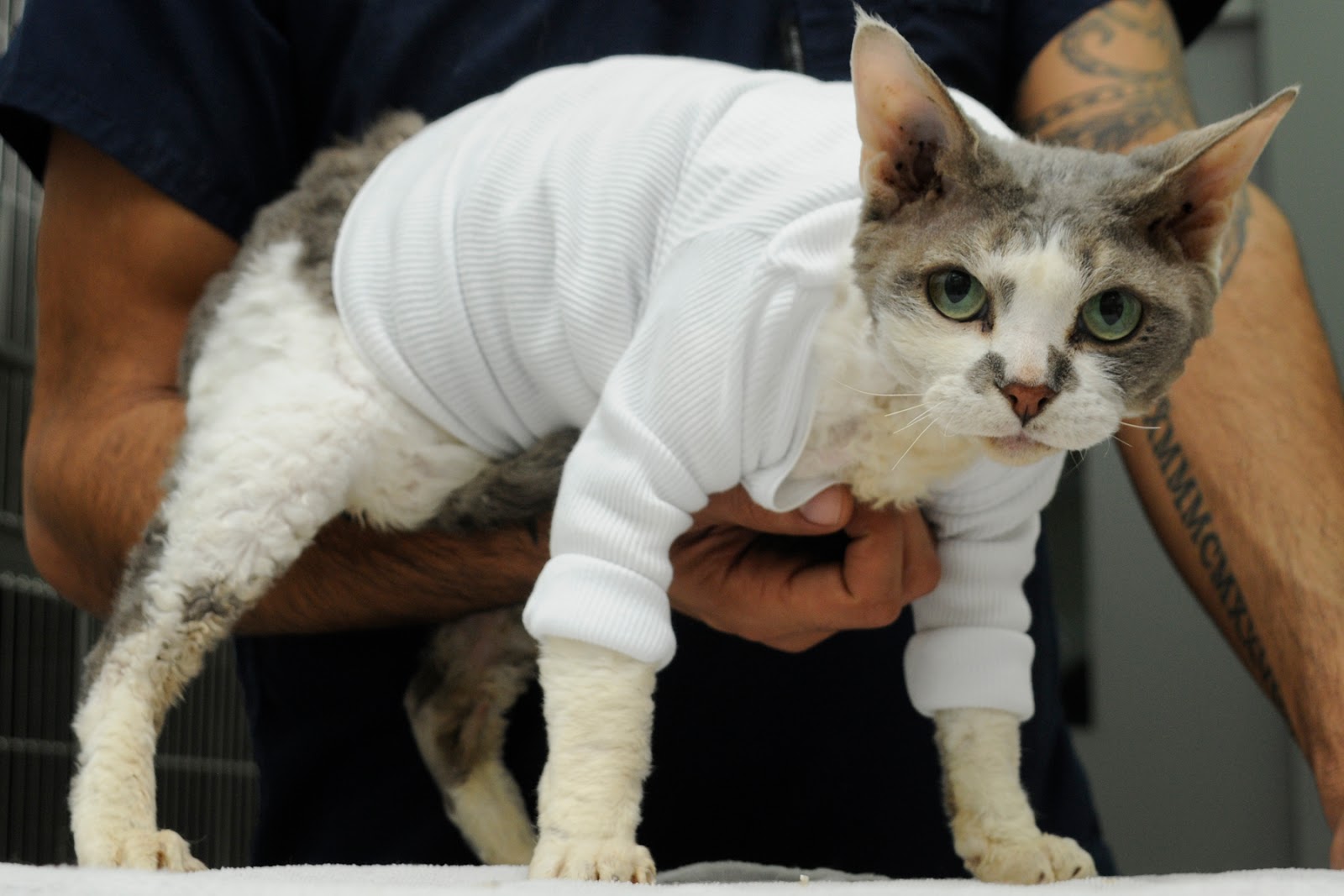 Small Animal Talk: Four things I learned: atopic dermatitis in dogs and ...