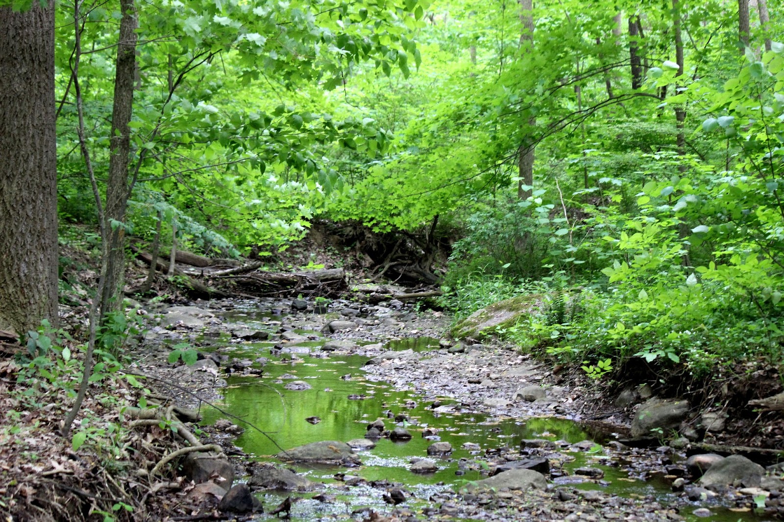 Spring Stream Green
