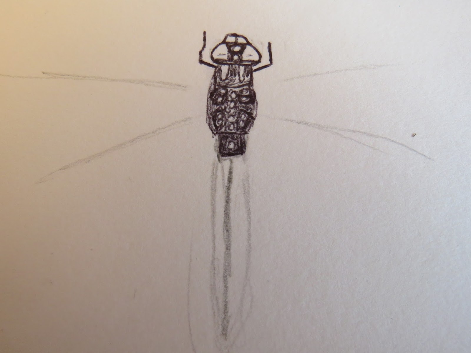 The Autistic Naturalist: How To Draw: Dragonflies and Damselflies