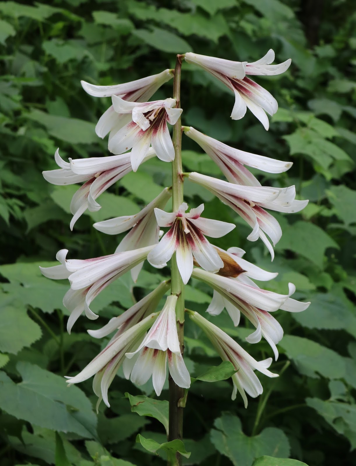 Christ the Tao: Chinese Wild Flowers