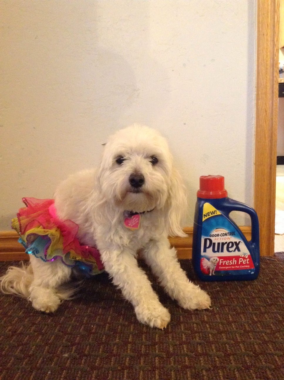 Reidhead Random-ness: Purex Fresh Pet detergent for Pet Clothing