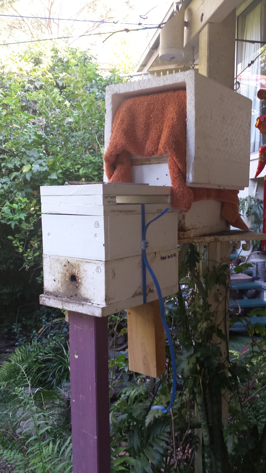 Splitting and settling an educted native bee hive.