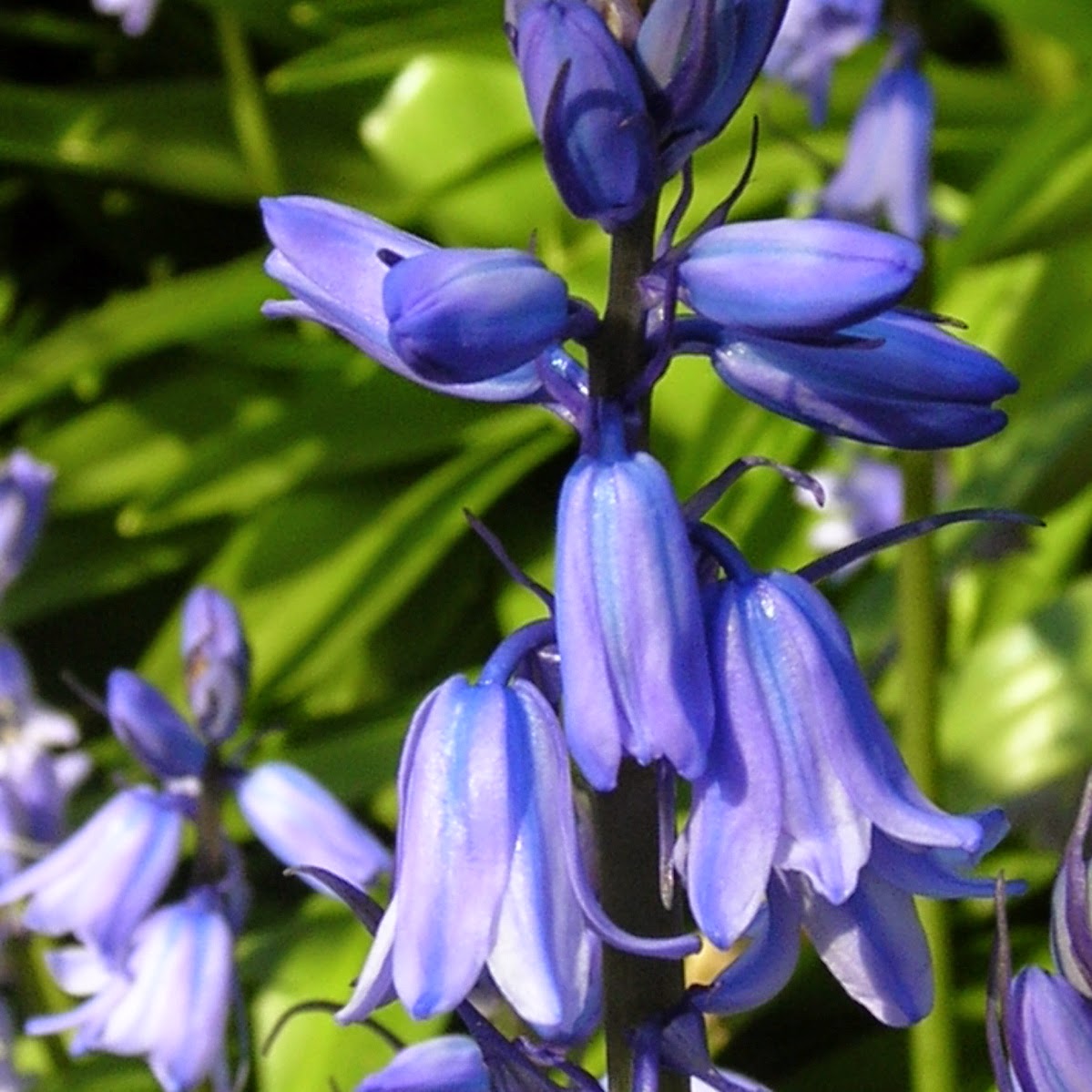 Trees Planet: Hyacinthoides hispanica - Spanish Bluebell