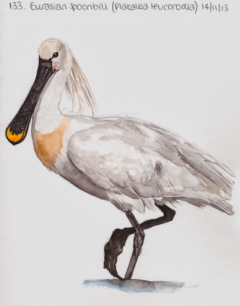 Learn.Draw.BIRD.: 133. Eurasian Spoonbill (Platalea leucorodia)