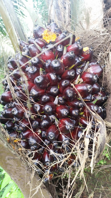 Warisan Petani: Kebun Kelapa Sawit 1.
